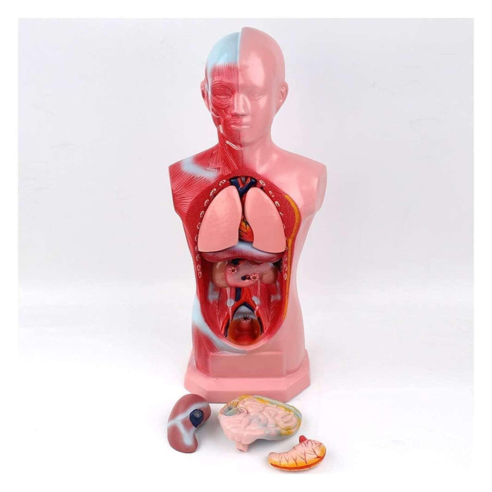 Amzopdgs Study Model Male Torso Anatomical Model Juvenile Human Body ...