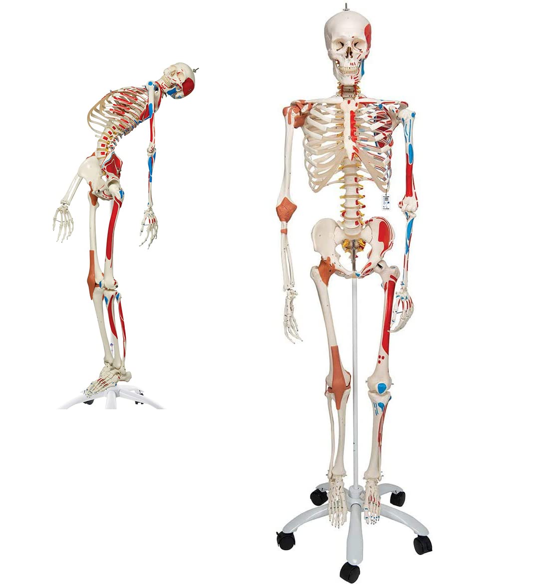 Buy UIGJIOG Life Size Model Skeleton 170Cm with Stand And Wheel Base ...