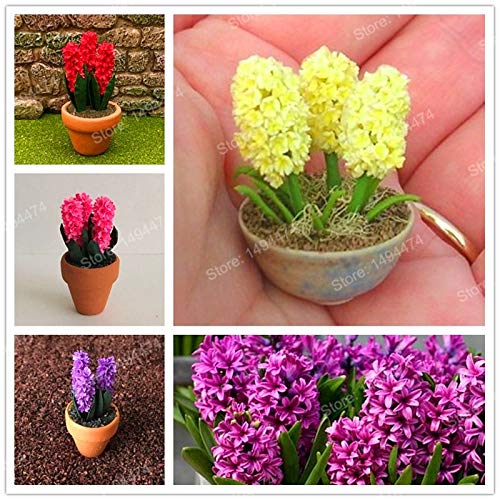 35Pcs Rainbow Mini Hyacinth Flores Mini Seeds Flower Seeds As ...