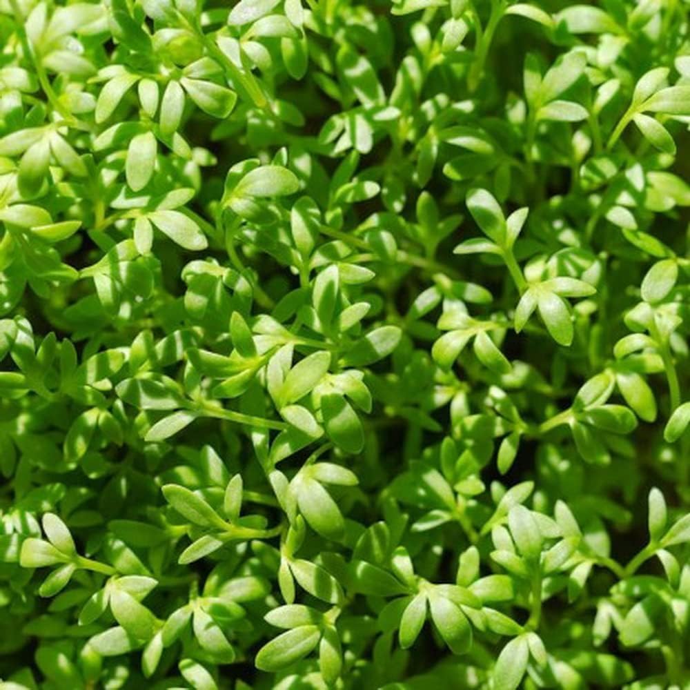 Amazon.com : 1000 Curled Cress Seeds Non-GMO Heirloom - Planting Seeds ...