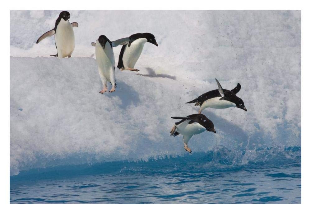 Penguin Jumping Off Iceberg Gentoo Penguin Jumping In The Water From
