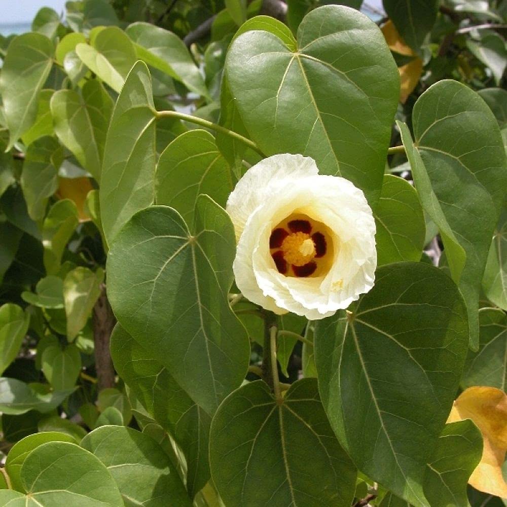 Peepal Tree Flower