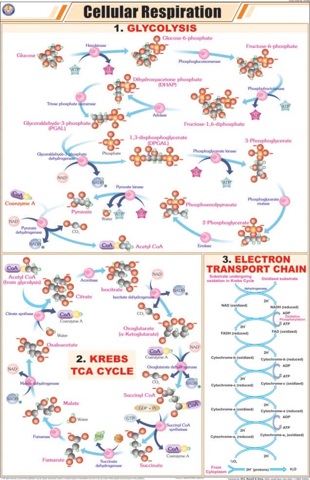 Buy STG06 | TeachingNest | Cellular Respiration Chart (58x90 cm ...