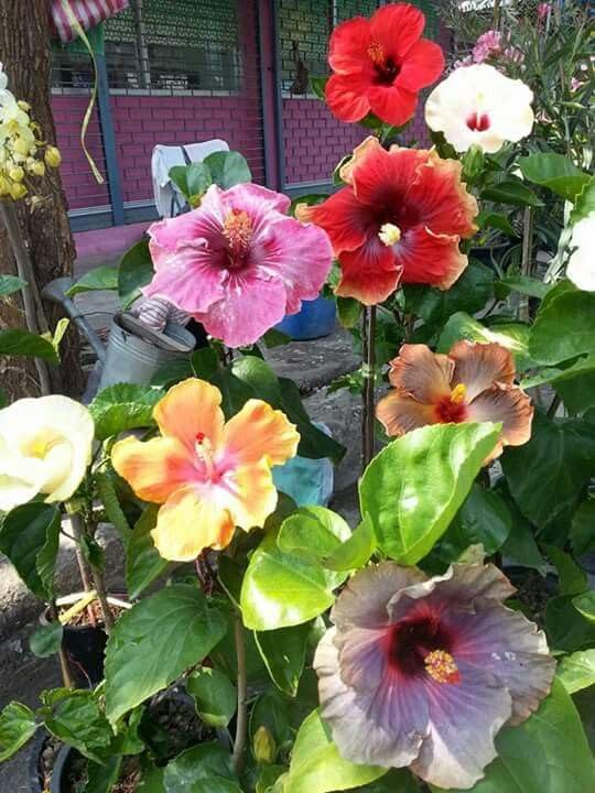 GREEN VOLCANO 6-10 Colour Multi Grafted Hibiscus Live Plant America ...