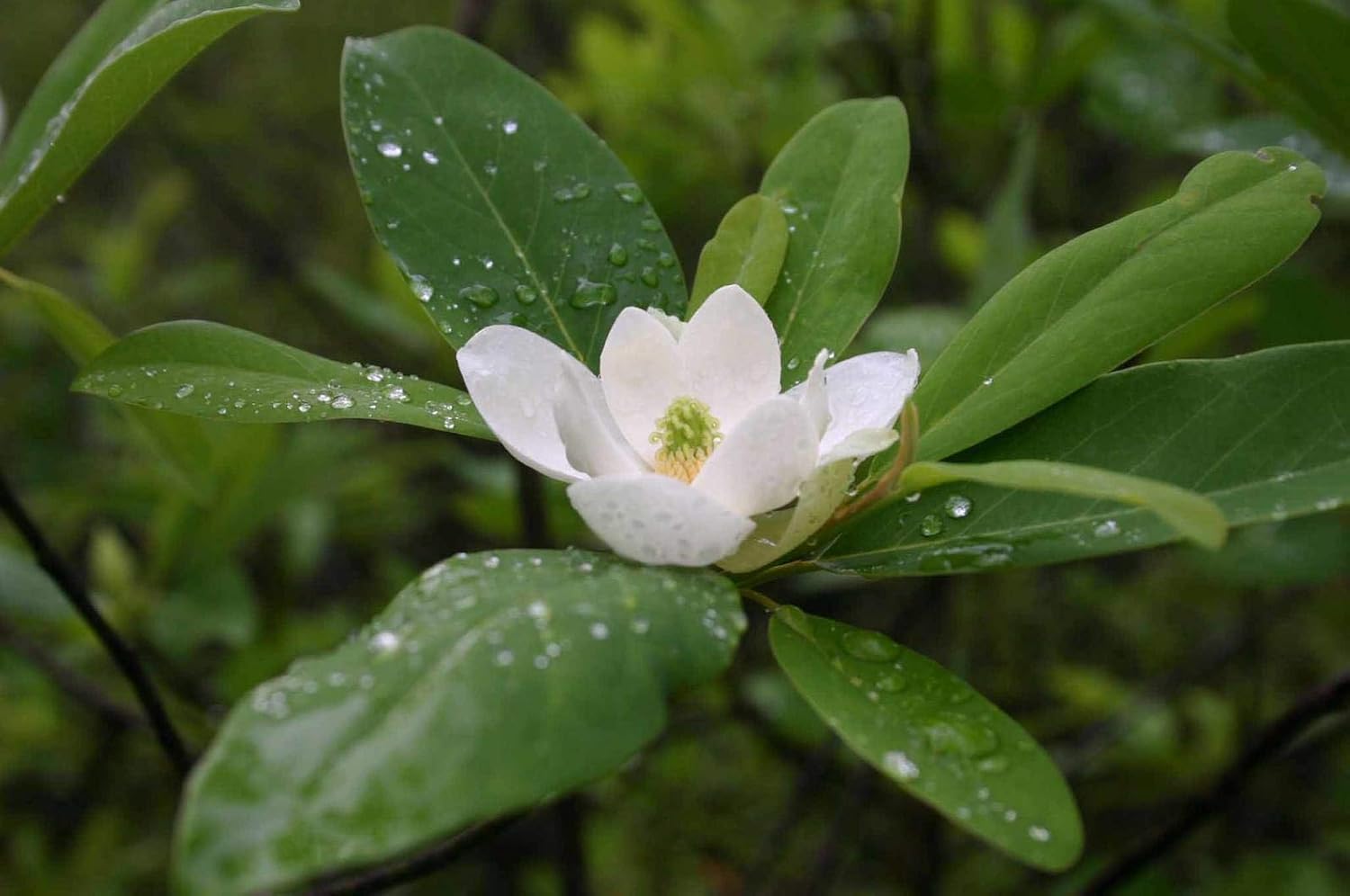 Amazon.com : Sweet Bay | 10 Live Plants | Magnolia Virginiana ...