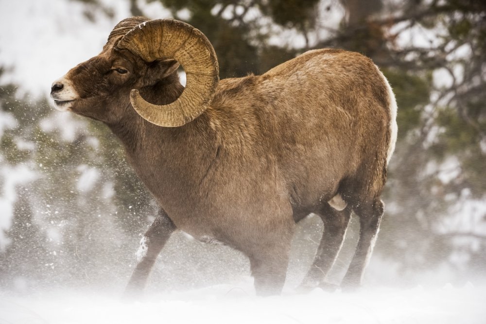 Ovis Canadensis
