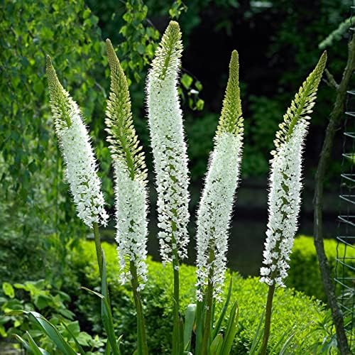 6X EREMURUS Line Dance Flowering Plant Bulbs - Foxtail Lily - Spring ...
