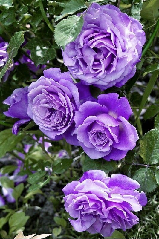 Ritz Farming® Imported climbing rose flower seeds | purple climbing ...