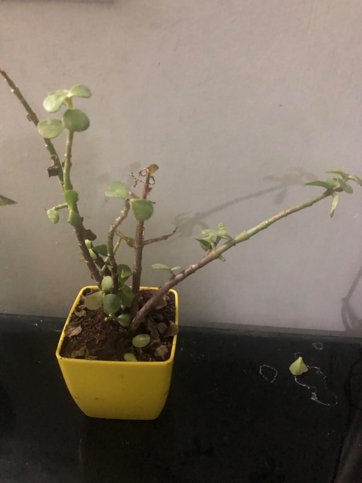 Hitanshi World Zed Plant,Jade Plant, Zed plant with Pot,Zed Live Plant ...