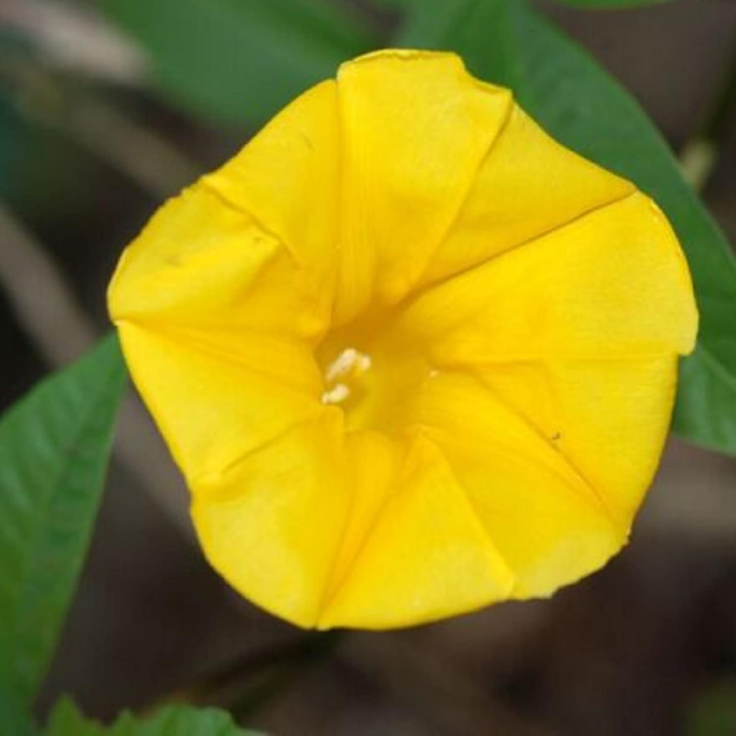 CHUXAY GARDEN Yellow Morning Glory – Semillas de flores 100 semillas ...