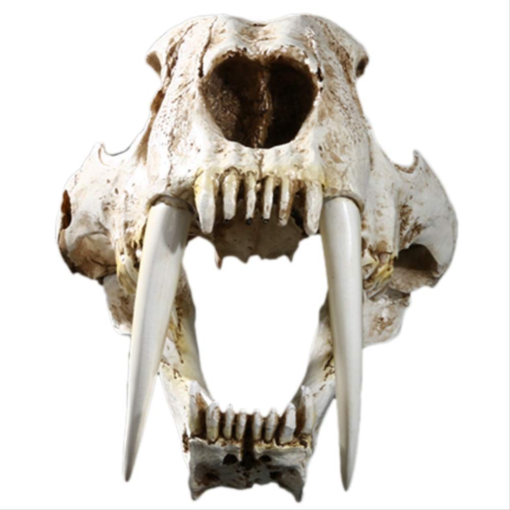 Smilodon Fatalis Skeleton