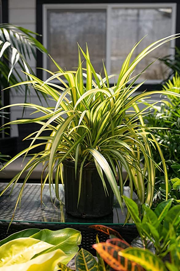 NANDGRAM FARM AND PLANT NURSERY Golden Pandanus Live Indoor Air ...