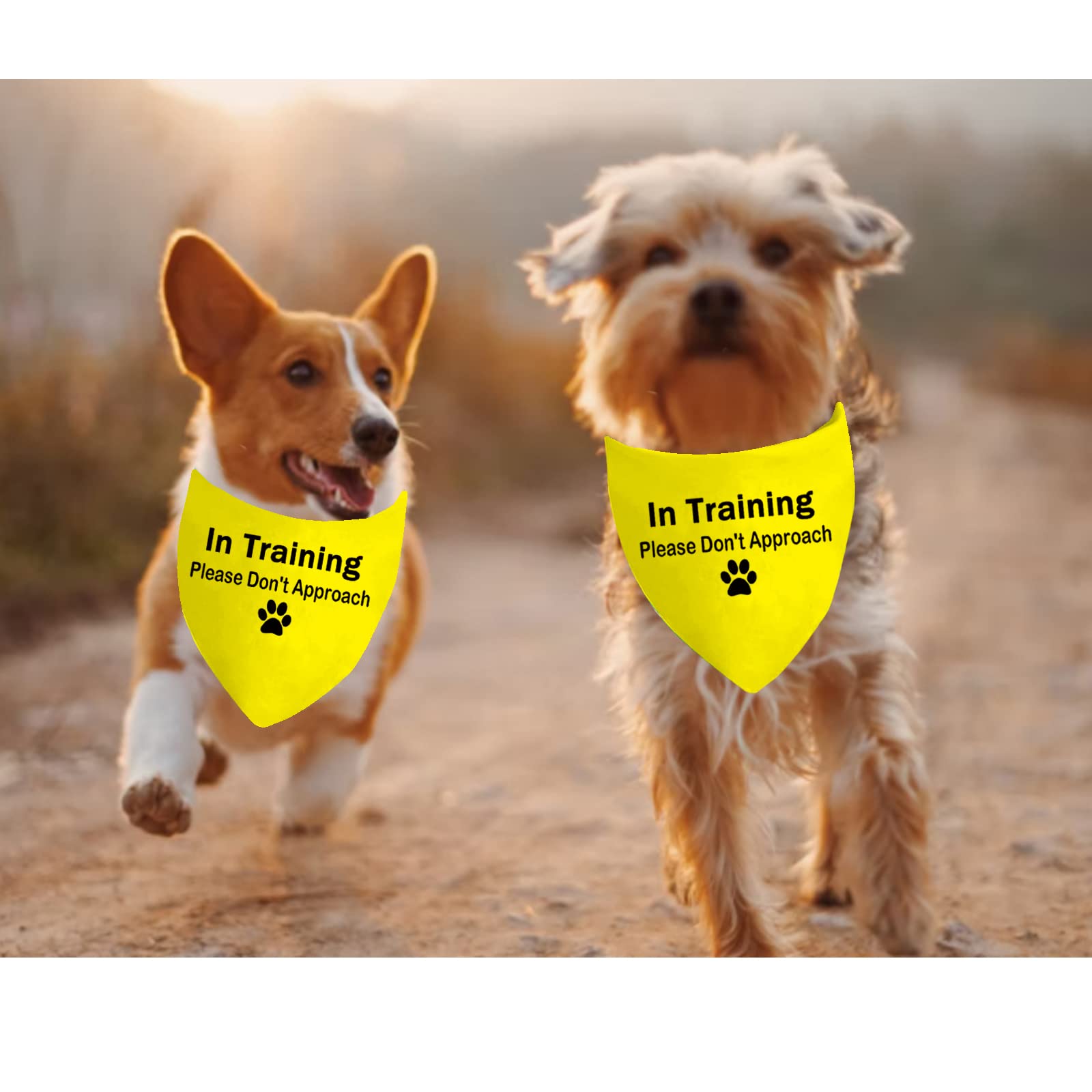 Rescue Dog Accessories Do Not Approach Nervous Dog Lead - Yellow Rescue ...