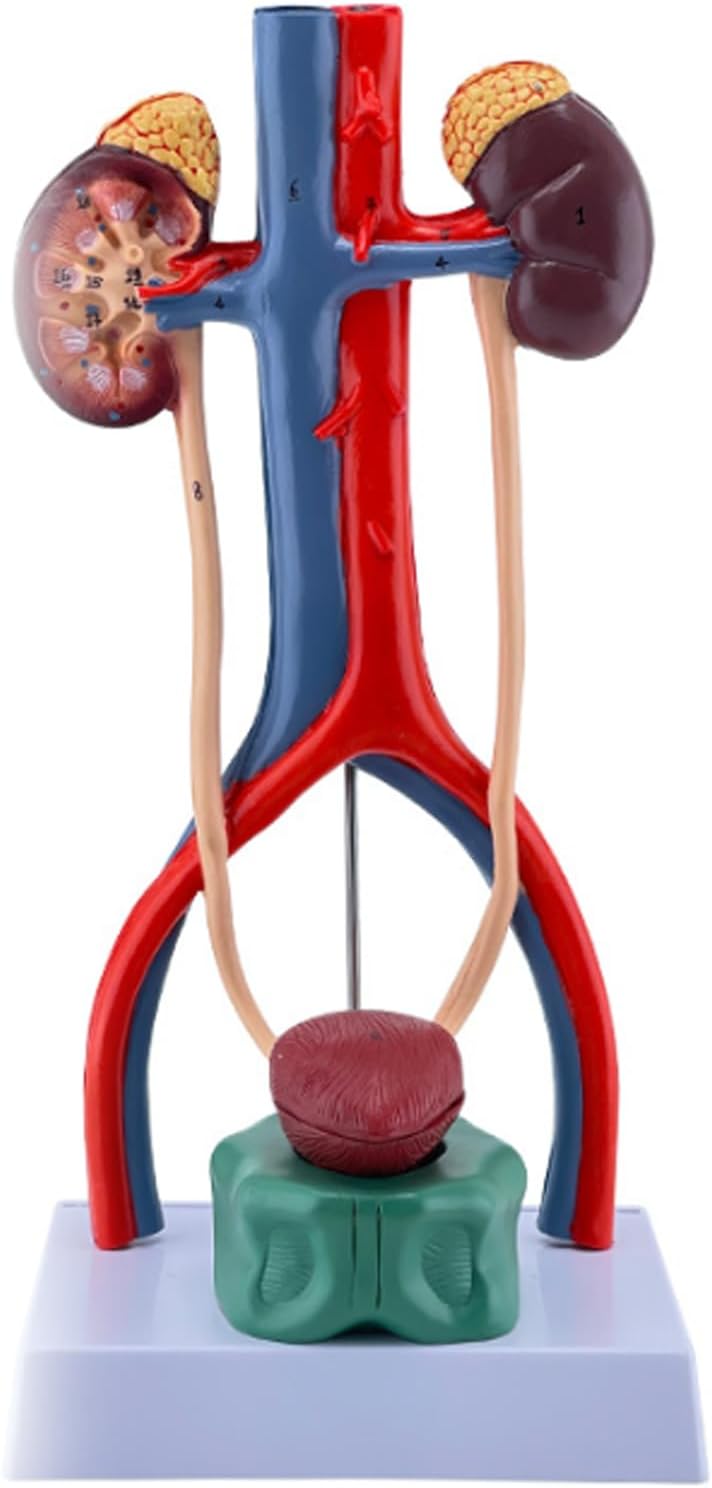 Human Urinary System Model, Renal Ureter Bladder Urethra Anatomical ...
