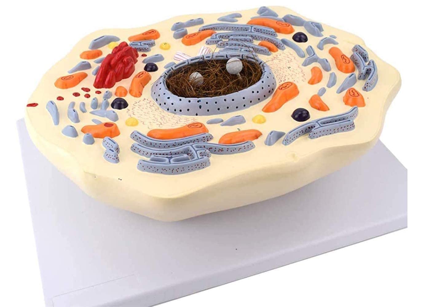 Buy FGVBC Animal Cell Model, Animal Thin Chest Model, Animal Cell ...
