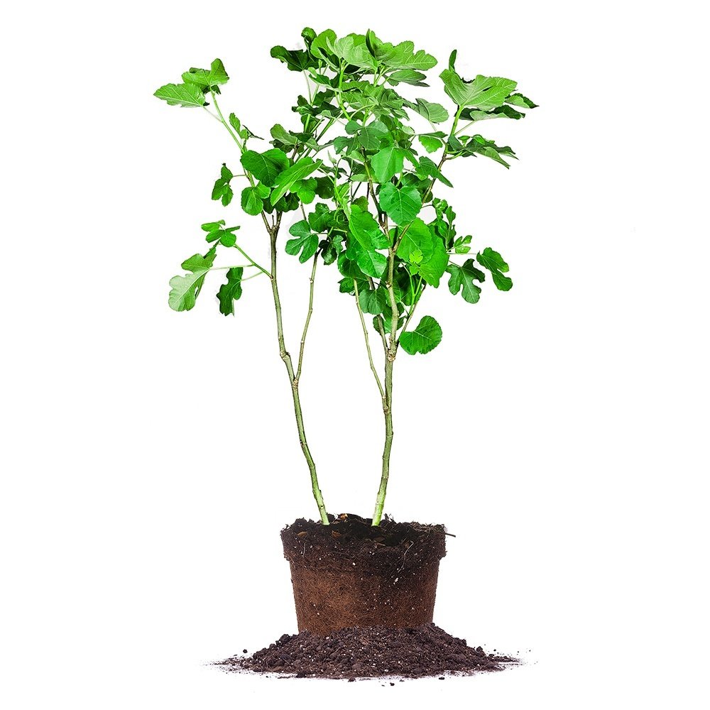 Celeste Fig Tree In Container