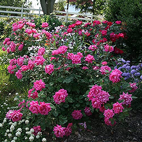 Knockout Double Pink Rose, 1 Gal - Smoke Home & Garden