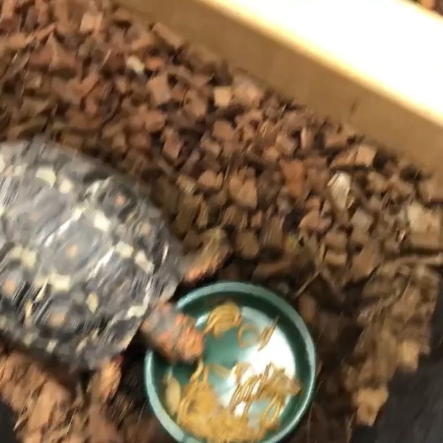 Watch Tortoise Keeping Made Easy on Amazon Live