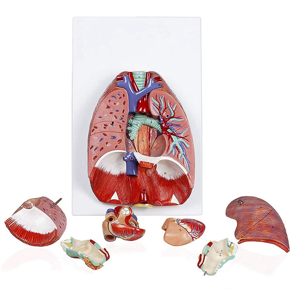 Respiratory System Model Human Anatomical Anatomy Medical Model Throat ...