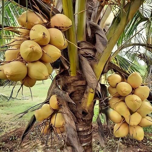 MYLA Organics Coconut Tree Plant, Malayan Yellow Tree Plant(COD), Dwarf ...