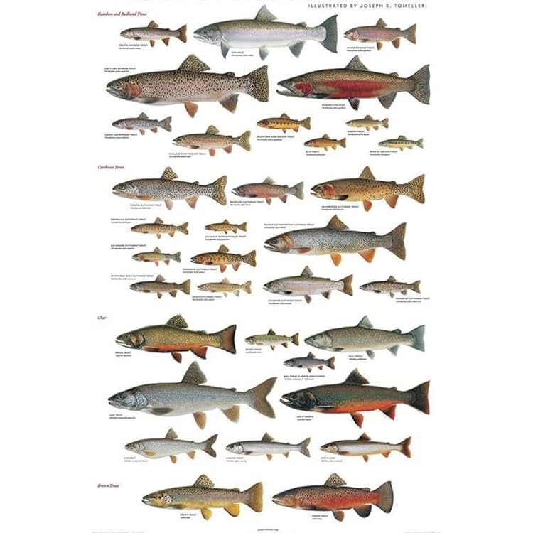 Types Of Freshwater Fish Chart