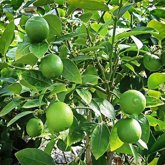 Mphmi Live Plant Nursery NCR Plants Table Lemon Varigata- Fruit Plants ...