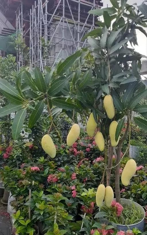 Golden Bloom Banana Variety Grafted Aam Fruit Live Plants & Tree(2-3 ...