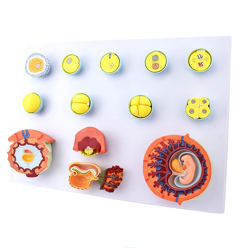 Early Embryo Development