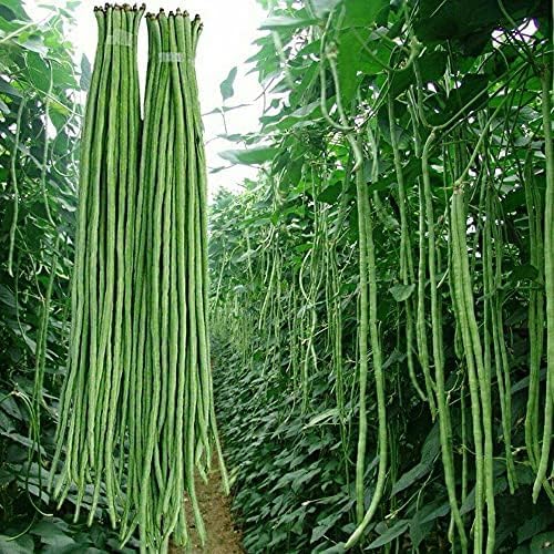 Yard long bean/Barbati seeds | 100 seeds per pack : Amazon.in: Garden ...