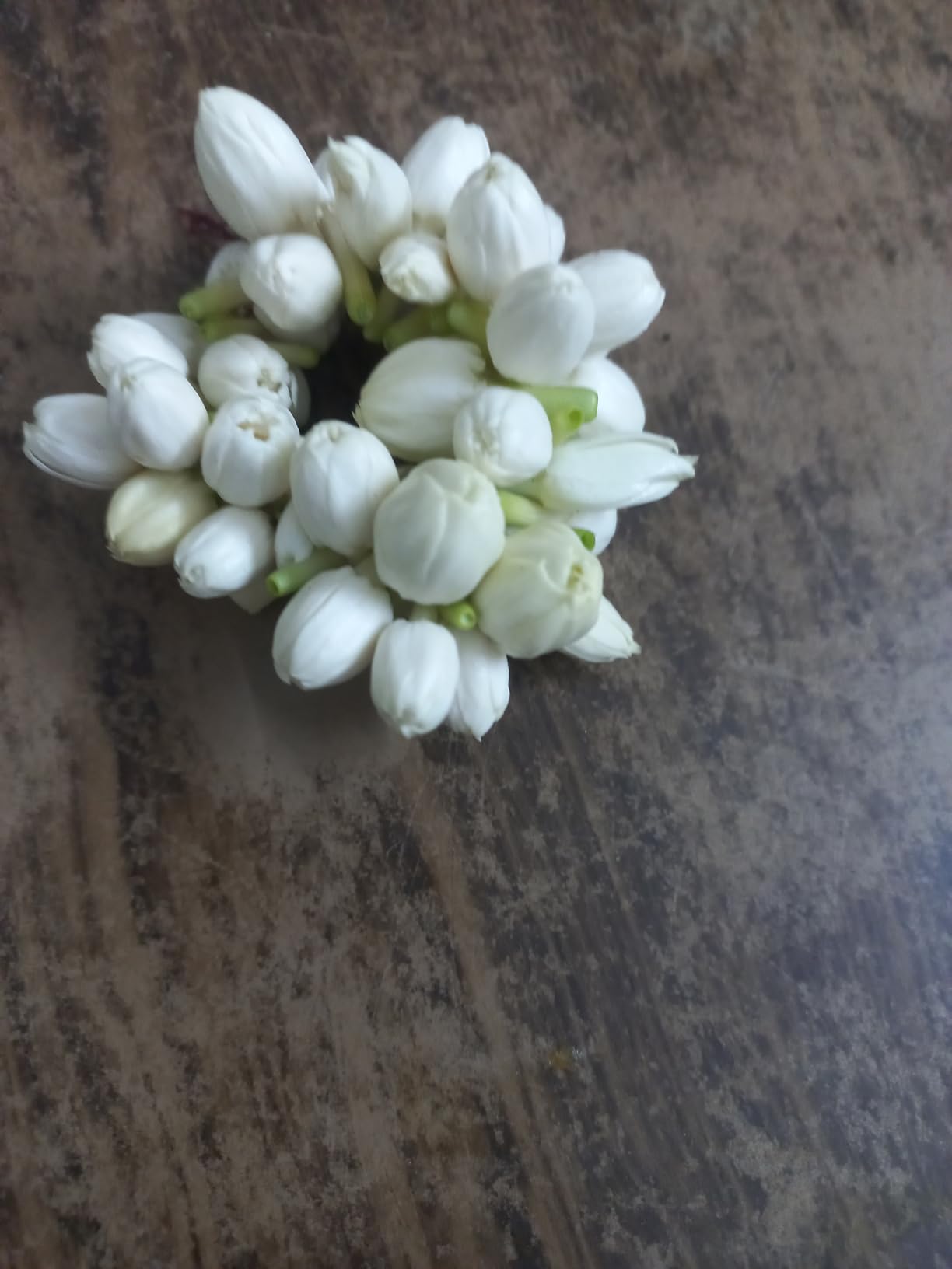 Sansar Green Mogra Magic fertilizer for your Mogra Plant (900 gm ...