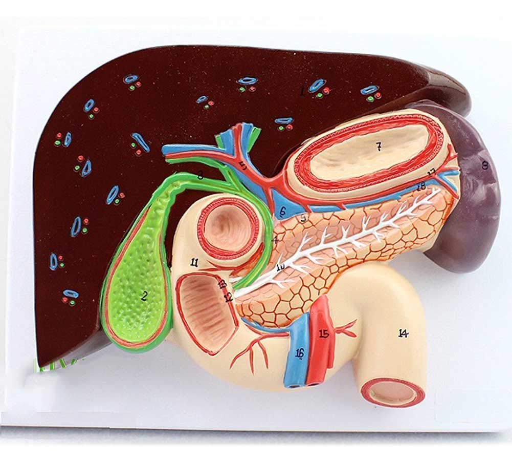 Buy XYSQWZ Assembly Human Digestive System Model - Life Size Stomach ...