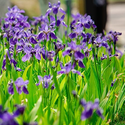 Vaso con Iris → Classifica dei Più Venduti Online nel 2024