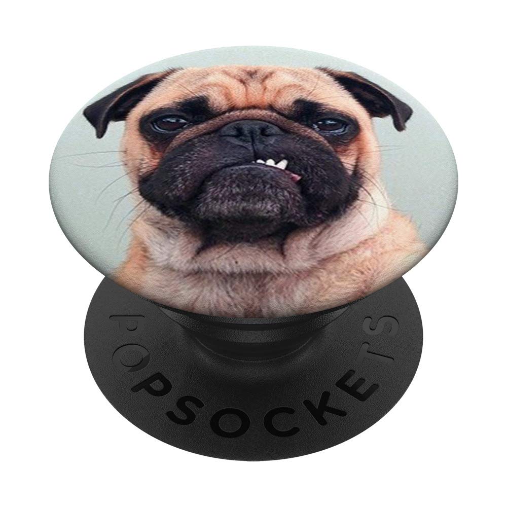 Mad Pug Face 449 Angry Pug Stock Vectors And Vector Art | Shutterstock