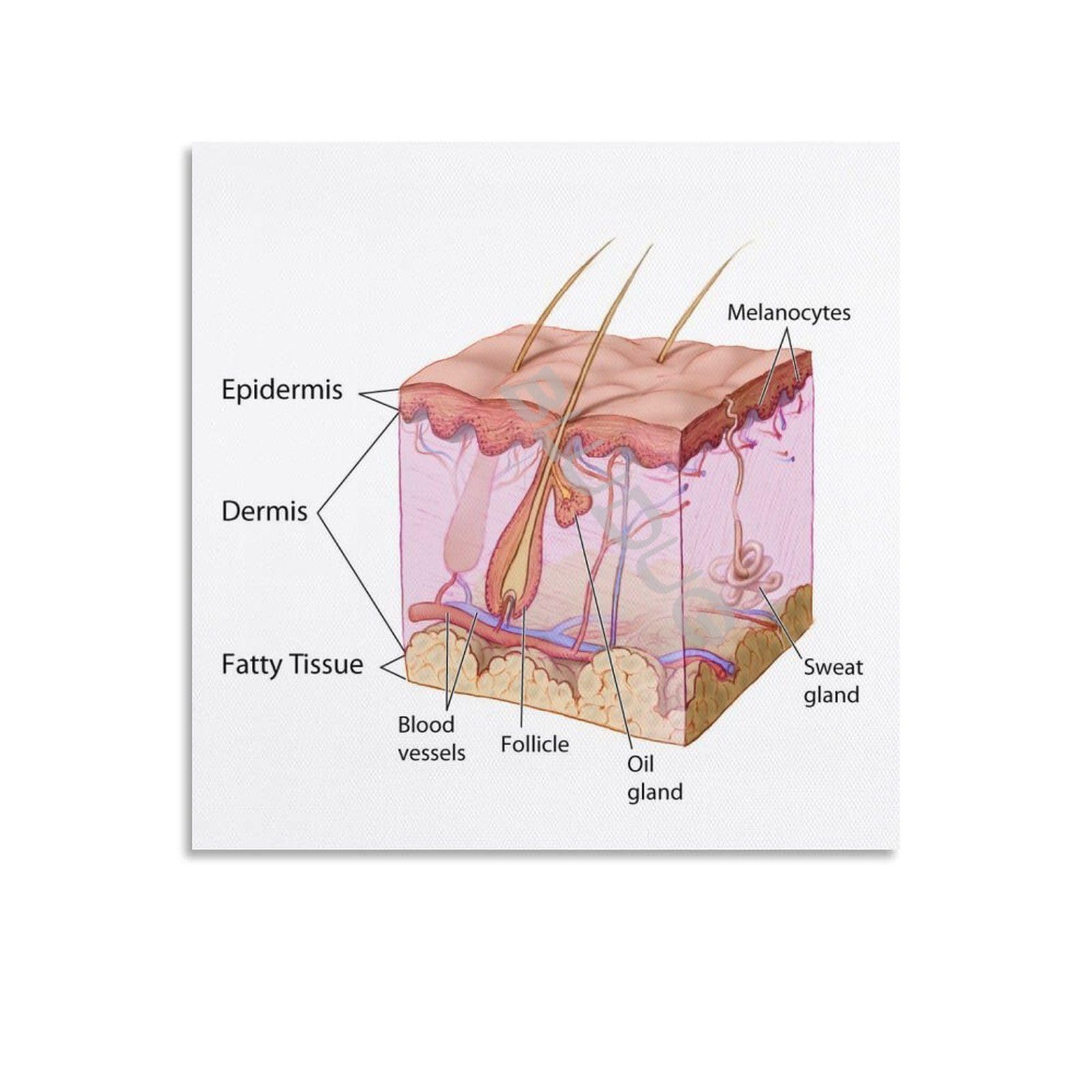 Parts Of The Human Skin