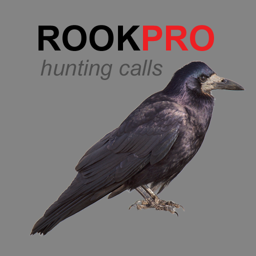 REAL Rook Hunting Calls - 10 REAL Rook CALLS & Rook Sounds! - ROOK e ...