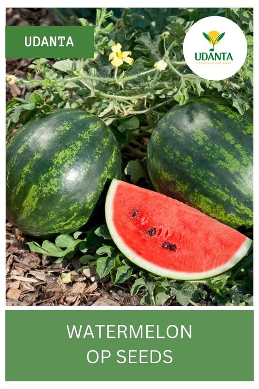 Udanta Tarbooj - Watermelon Seeds For Planting - Qty 50gm : Amazon.in ...