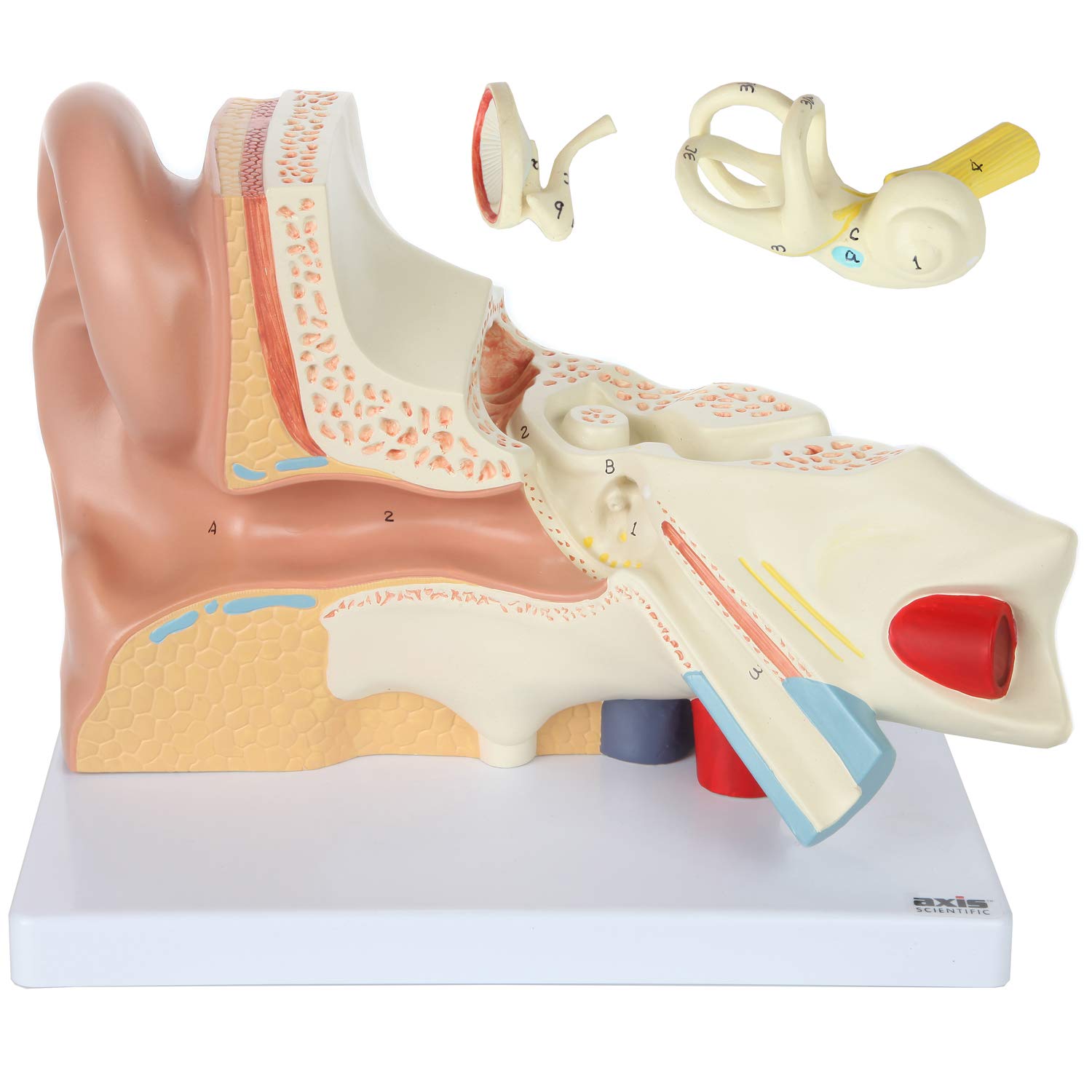 Buy Axis Scientific Human Ear Model, 5 Times Enlarged 4 Dimensional ...
