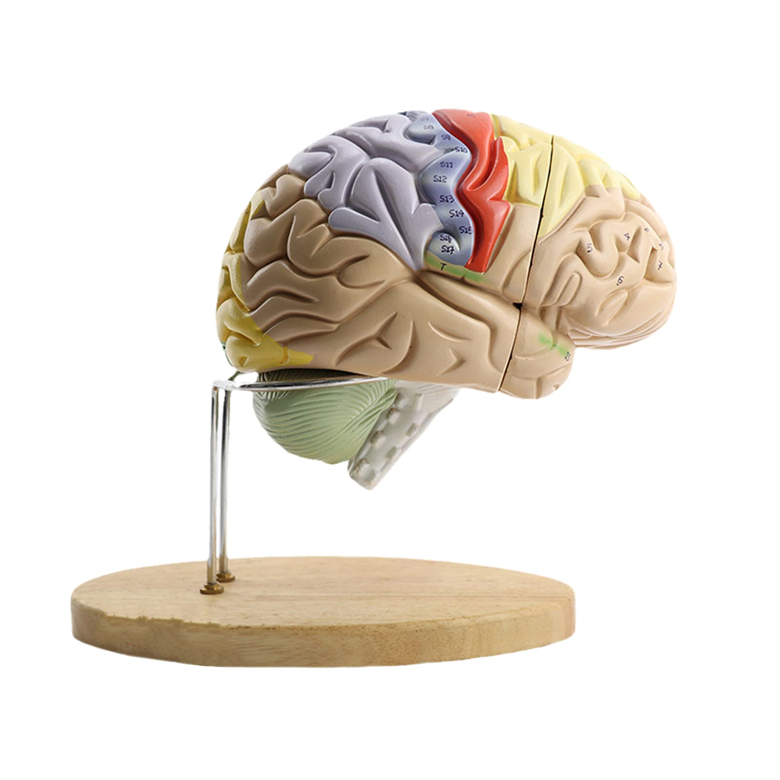 Buy YDYBY Human Brain Model with Base, Medical Teach Instrument Anatomy ...