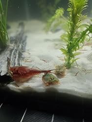 Amazon.com: TRIASSIC TRIOPS - Gigantic Triops Kit, Contains Eggs, Food ...