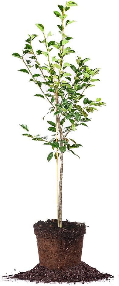 Amazon.com : Pineapple PEAR Tree - Size: 5-6 ft, Live Plant, Includes ...