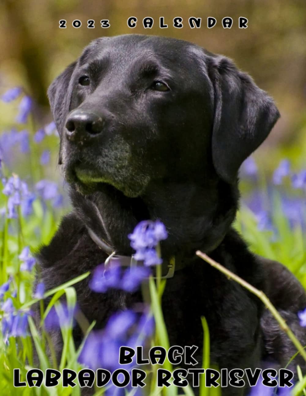 Buy Picture Of Black Labrador Retriever: "Black Labrador Retriever 2023 ...
