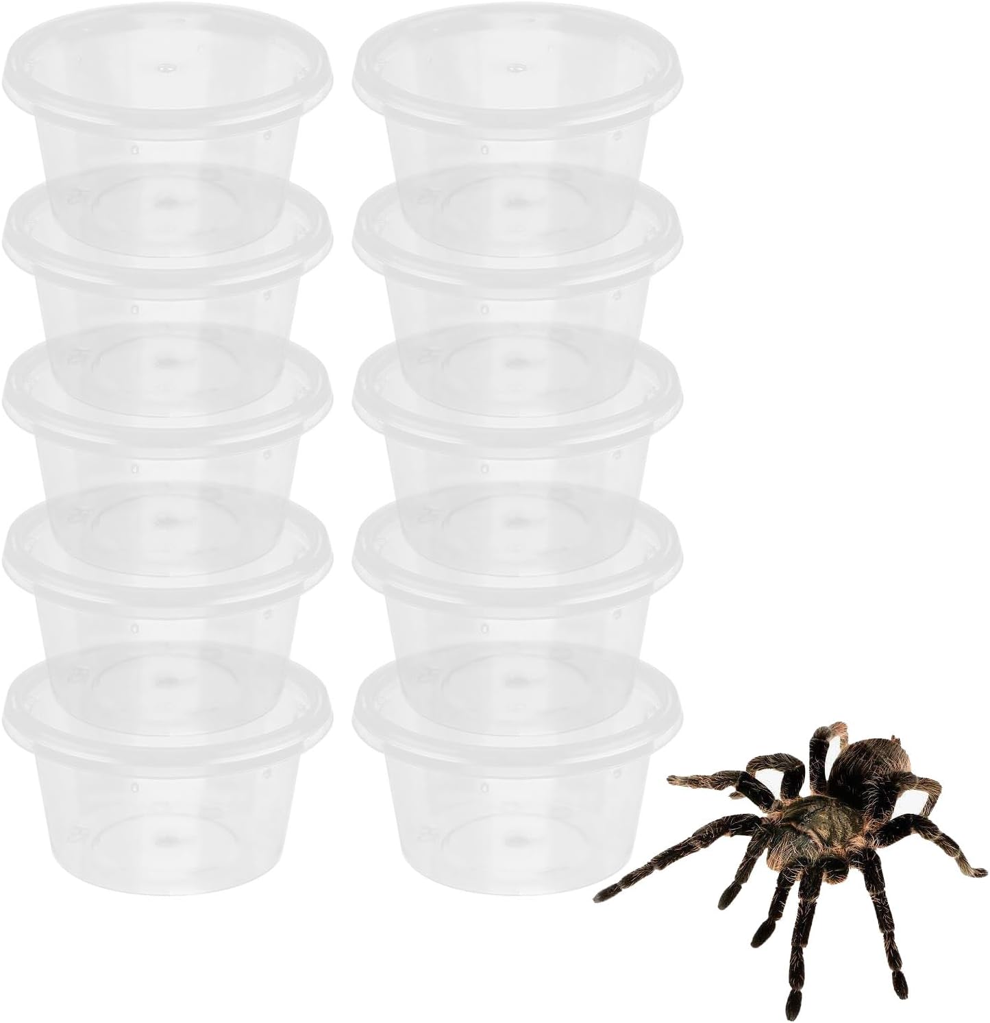 Amazon.com: ZUDKSUY 10Pcs Spider Feeding Breeding Box Small Incubation ...