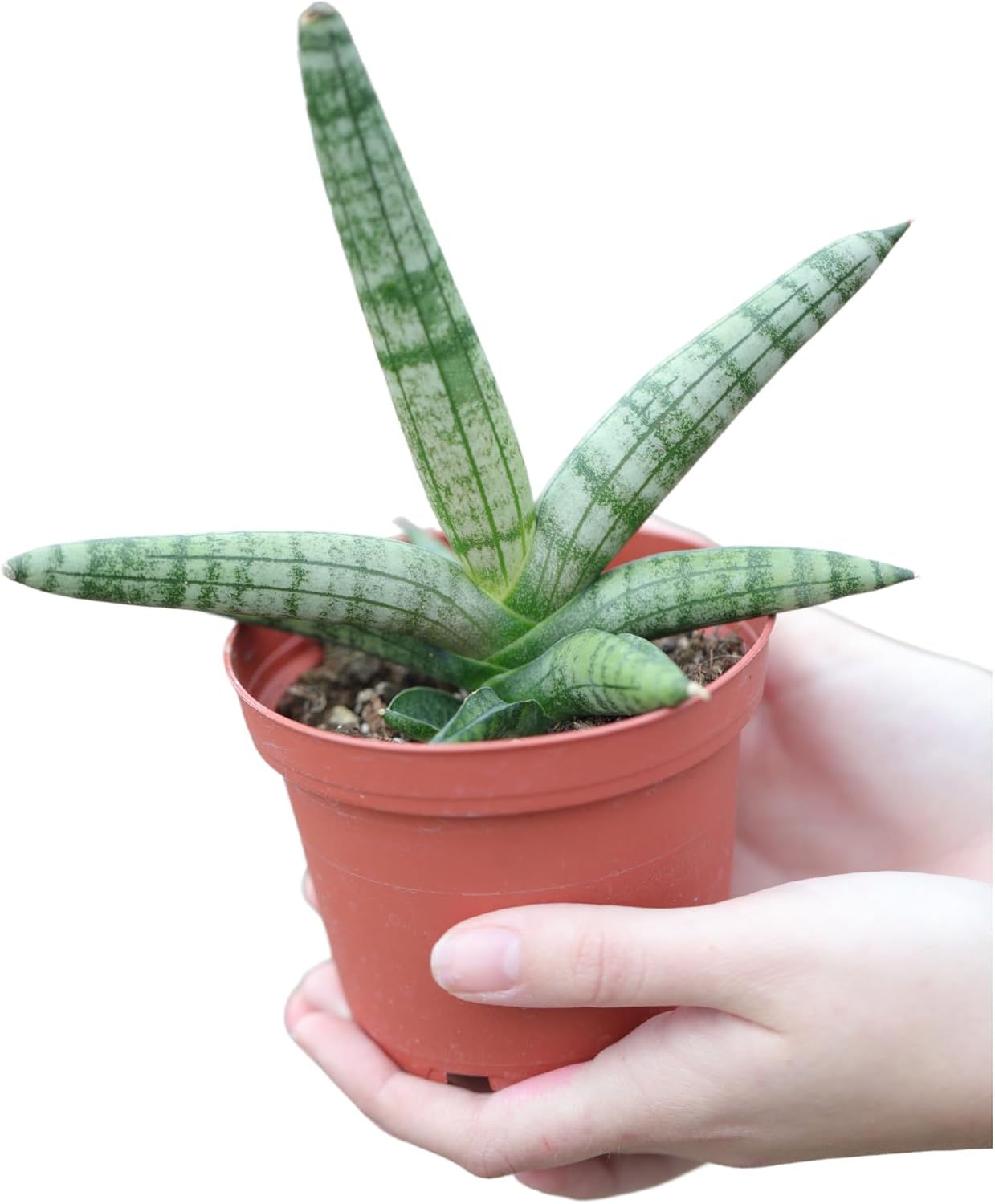 Amazon.com : PLANTVERS Sansevieria Cylindrica Boncel in 3" Nursery Pot ...