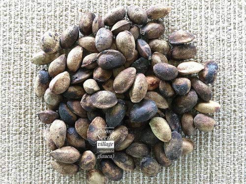 Forest Farming - Simarouba Glauca-Lakshmi Taru Seeds pack of 50 seed ...