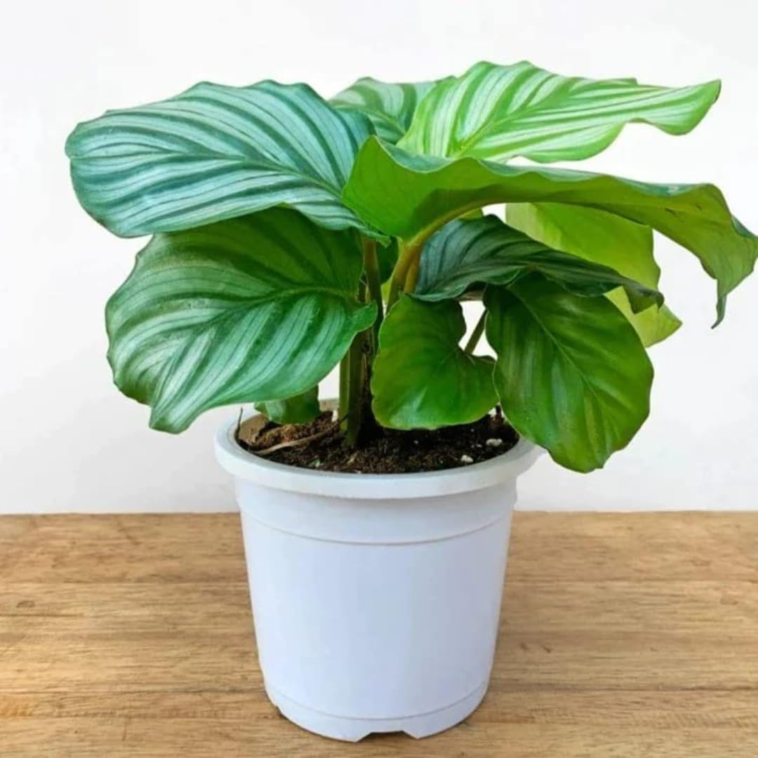 CAPPL Calathea Orbifolia Live plant natural Prayer Indoor Plant in Pot ...