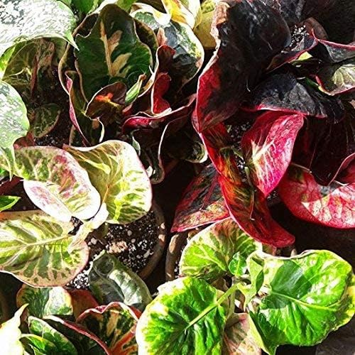 Healthy Vibe Splash of Thai Flair with Croton Ornamental Plant Thai ...