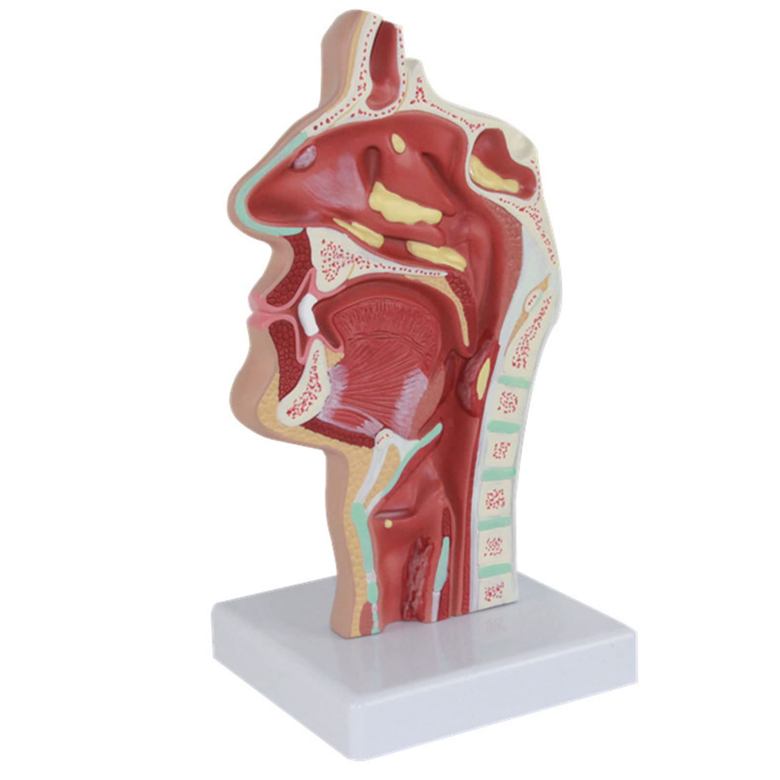 Buy Nasal Cavity Model Oral Nasopharyngeal And Laryngeal Lesion Model ...