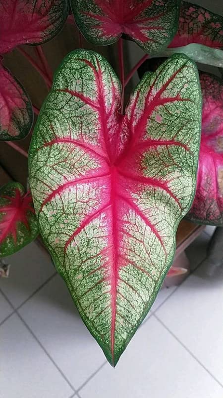 Oakwood Farms imported Caladium Flowers Bulbs Caladium Peppermint Leafy ...