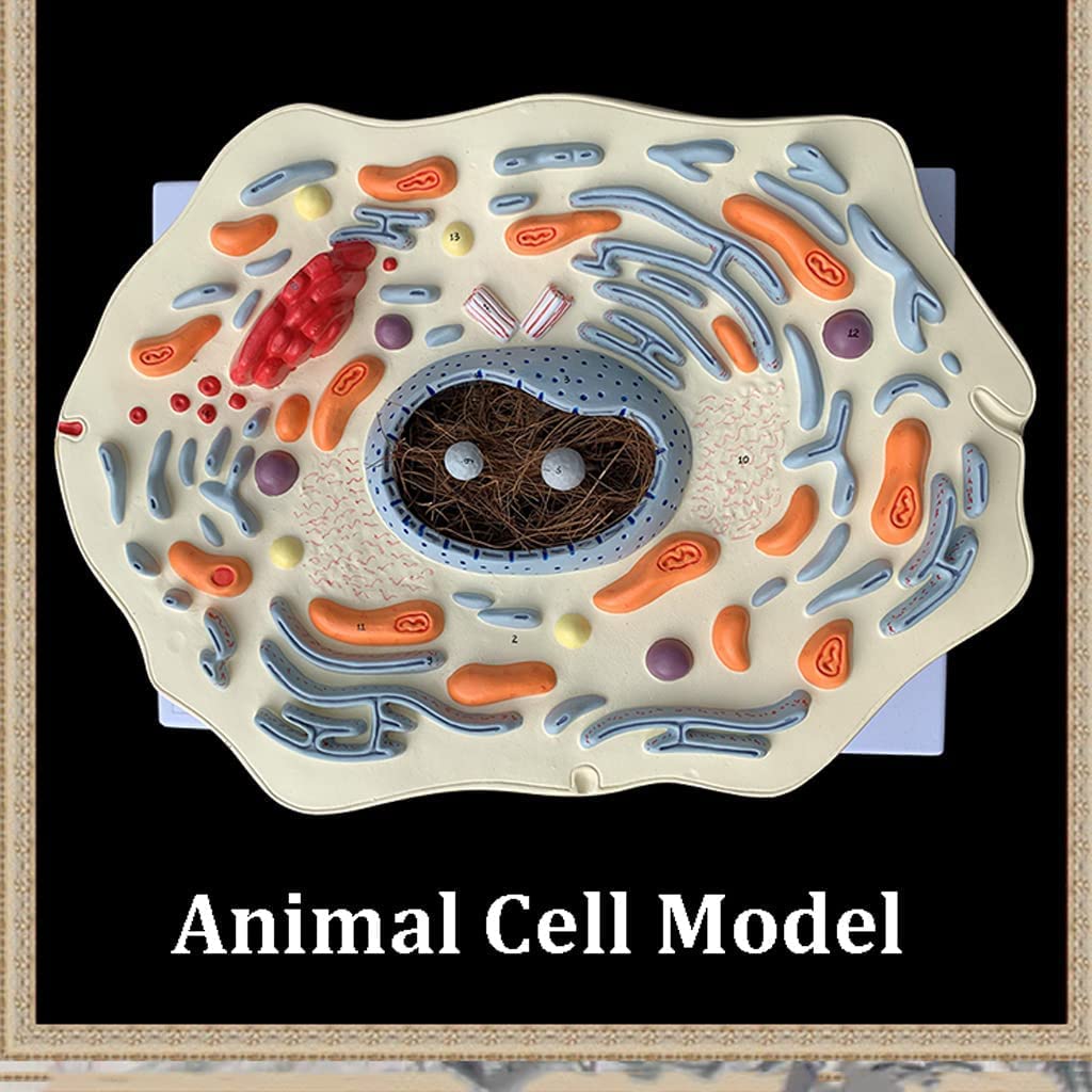 Proyecto De Membrana Celular Animal Célula Animal | PPT