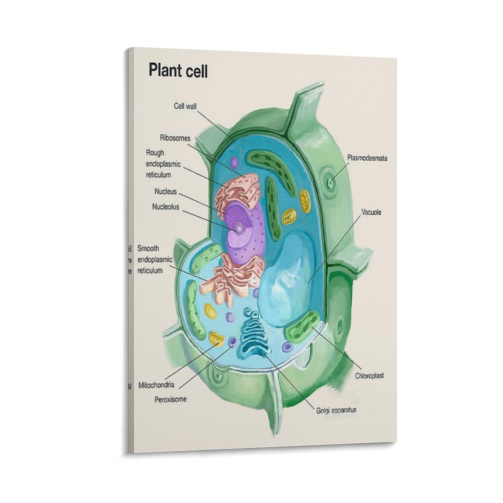 Cell Wall Pictures To Print Out 🌳🌿🌱 PLANT CELL COLORING PLAY